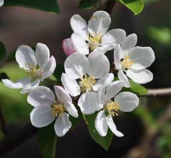 Malus 'Red Sentinel' - Sierappel 60 - 100 cm in pot | bol