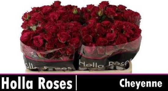 DutchFlowers - Boeket - 10x Rosa cheyenne 40cm | bol