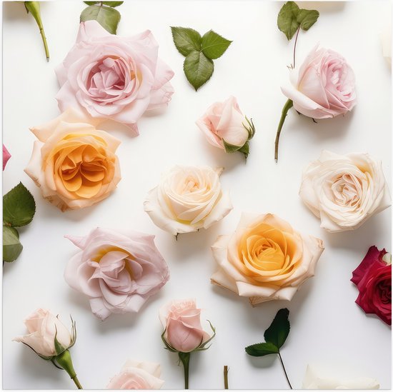 Poster (Mat) - Verschillende Kleuren Rozen tegen Witte Achtergrond ...
