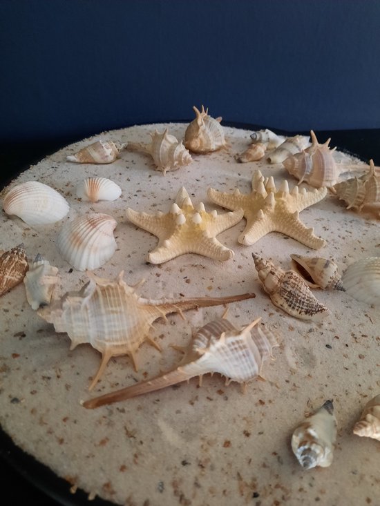 Schelpenzand met schelpen en zeesterren | Decoratie | Zomer zand ...