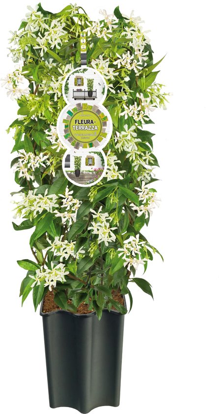 Toscaanse Jasmijn - heerlijk geurend - ca. 80 cm hoogte - potmaat Ø19cm ...