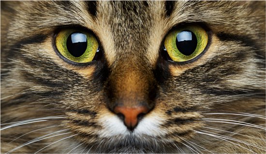 Inductieplaat Beschermer - Portretfoto van Bruin met Zwarte Huiskat ...