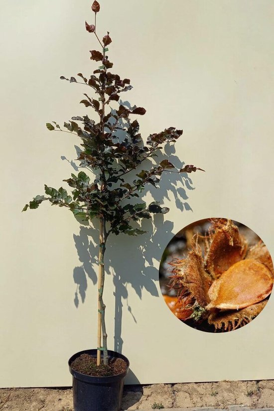 Jonge Rode beukenboom | Fagus sylvatica 'Atropunicea' | 100-150cm ...