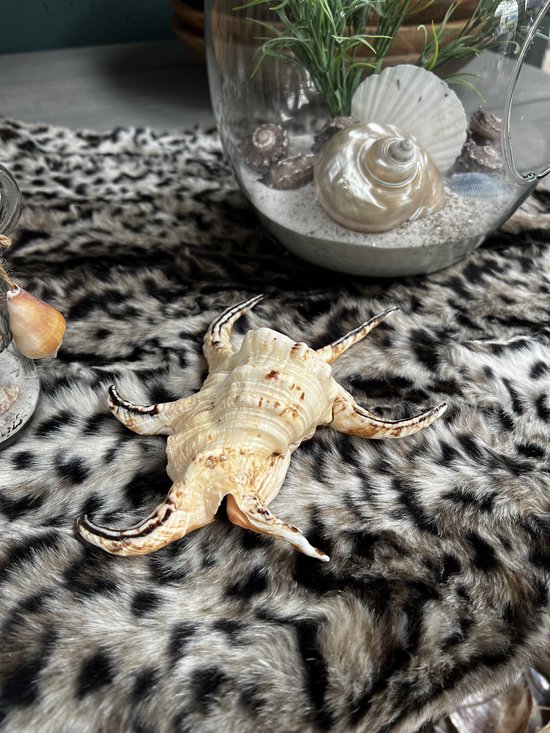 Grote decoratieve schelp - Lambis schelp - Decoratie - Beach - Ibiza ...