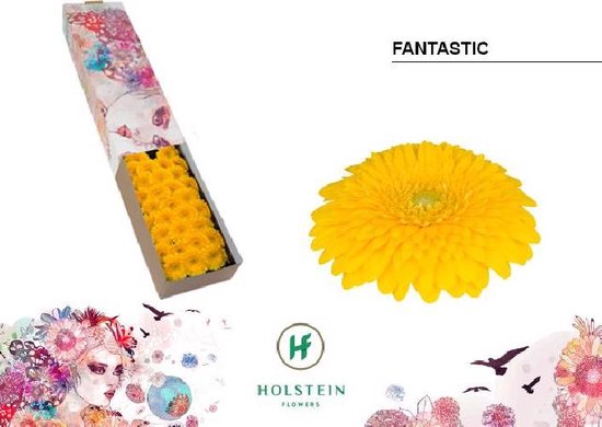 DutchFlowers - Boeket - 60x Germini pomponi fantastic 40cm | bol