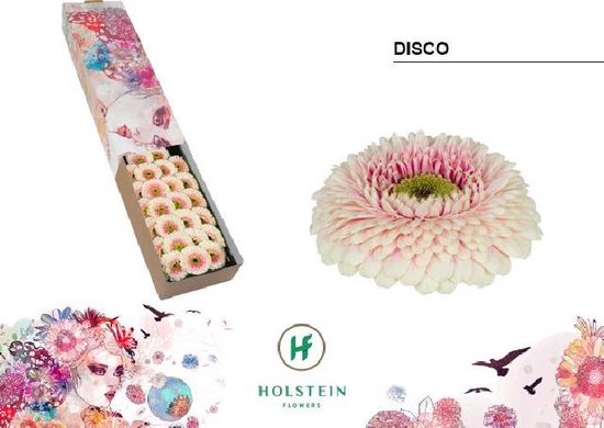 DutchFlowers - Boeket - 50x Germini gerponi disco 40cm | bol