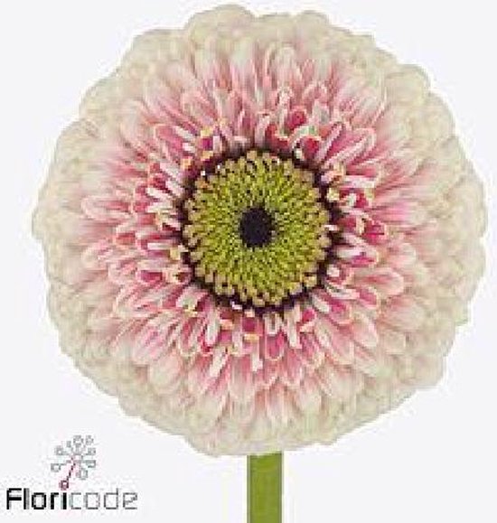DutchFlowers - Boeket - 50x Germini gerponi disco 40cm | bol