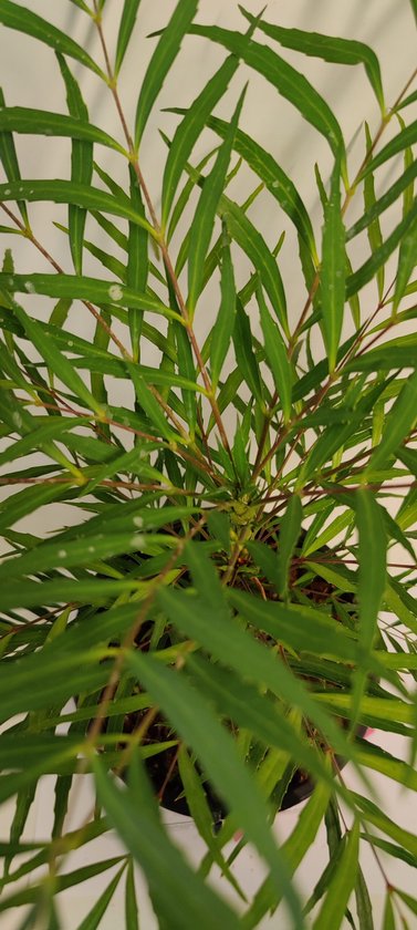 Pieris Japonica 'Mountain fire' - Rotsheide - 2 liter pot | bol.com