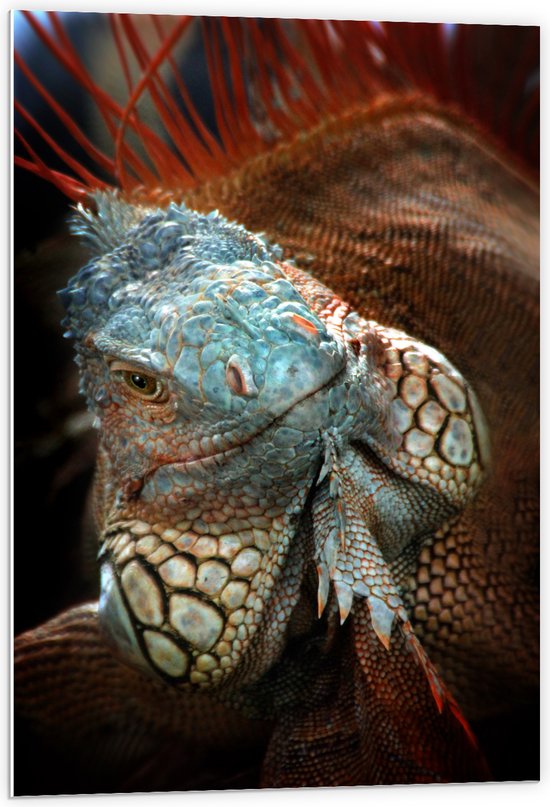PVC Schuimplaat- Close-up van Gezicht van Blauwe Iguana Reptiel - 60x90 cm Foto op PVC... | bol