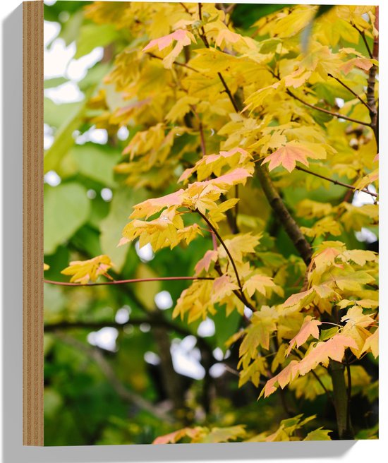 Hout - Boom - Bladeren - Planten - Takken - Geel - groen - 30x40 cm - 9 ...
