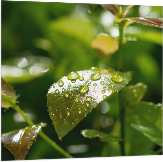 Vlag - Groen Blad Vol met Regendruppels - 100x100 cm Foto op Polyester ...