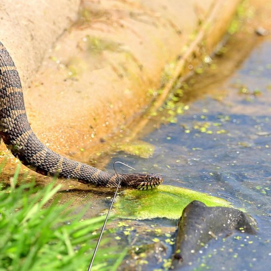 Opvouwbare Anake haak roestvrij staal - 2 stuks - reptielen vanghaak ...