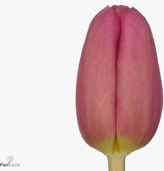 DutchFlowers - Boeket - 50x Tulipa ace pink 40cm | bol