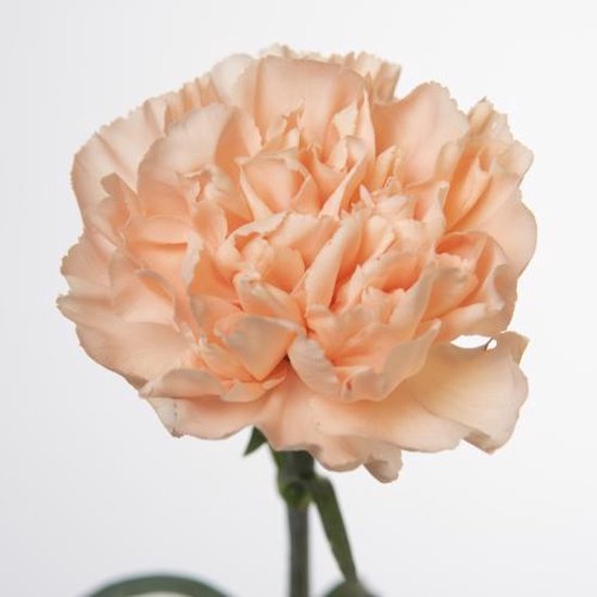 DutchFlowers - Boeket - 20x Dianthus noviado 60cm | bol