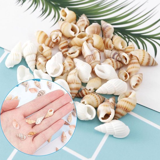 decoratieve schelpen / oceaanschelpen | bol