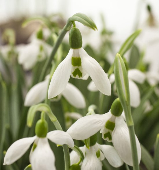 Galanthus Elwesii Snow Fox | 5 stuks | Sneeuwklokje | bol