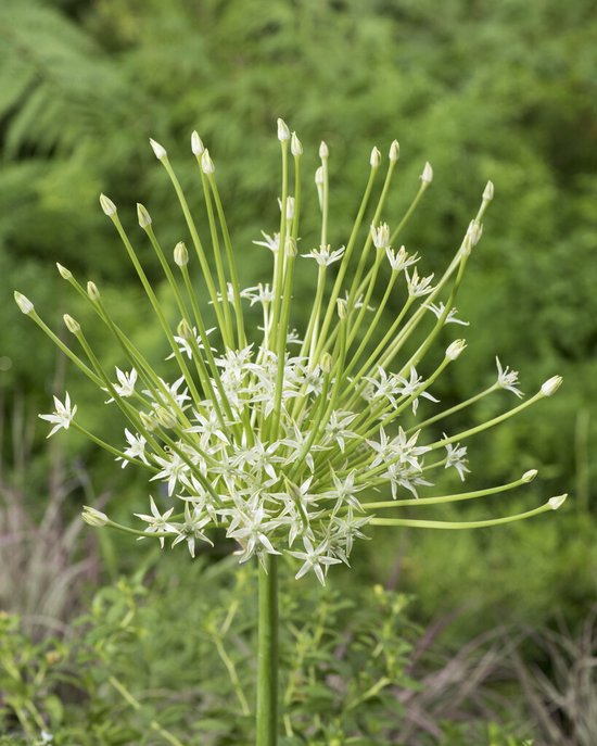 Allium Arctic Snow | 1 stuk(s) | Sierui | Alliumbol | bol