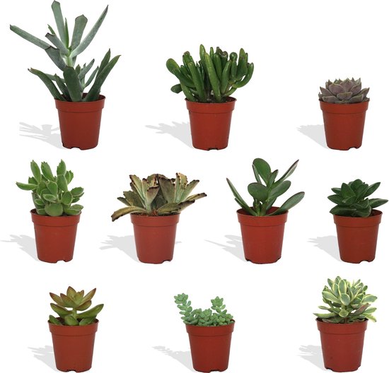 DutchLeafs Mini Vetplanten Mix - 20 Stuks - Pot 5,5 cm - Hoogte 8-15 cm ...