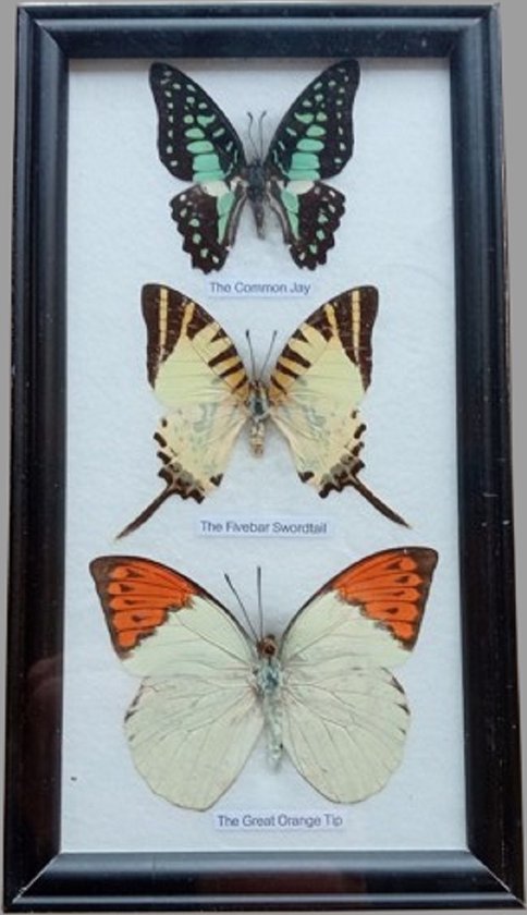 vlinder vlinders vlinder echt insect insecten opgezette vlinder ...