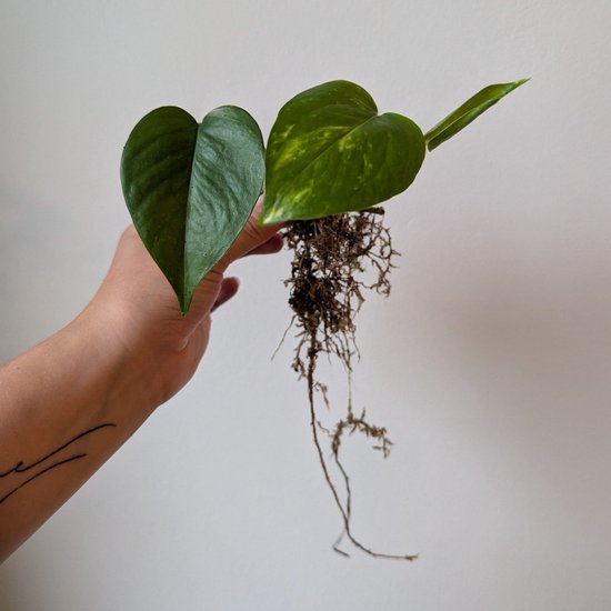 Scindapsus Epipremnum Aureum | Scindapsus stekje | bol