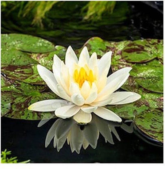 Moerings Nymphaea Lemon Mist | Waterlelie | In 11CM pot | bol