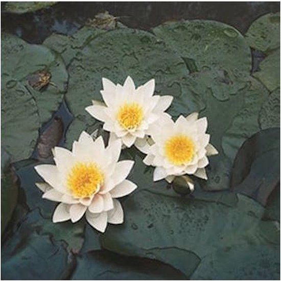 Moerings Nymphaea Pygmea Alba | Waterlelie | In 3L Mand | bol