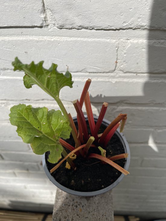 6 x Rheum Rhabarbarum - Rabarber pot 9x9cm | bol