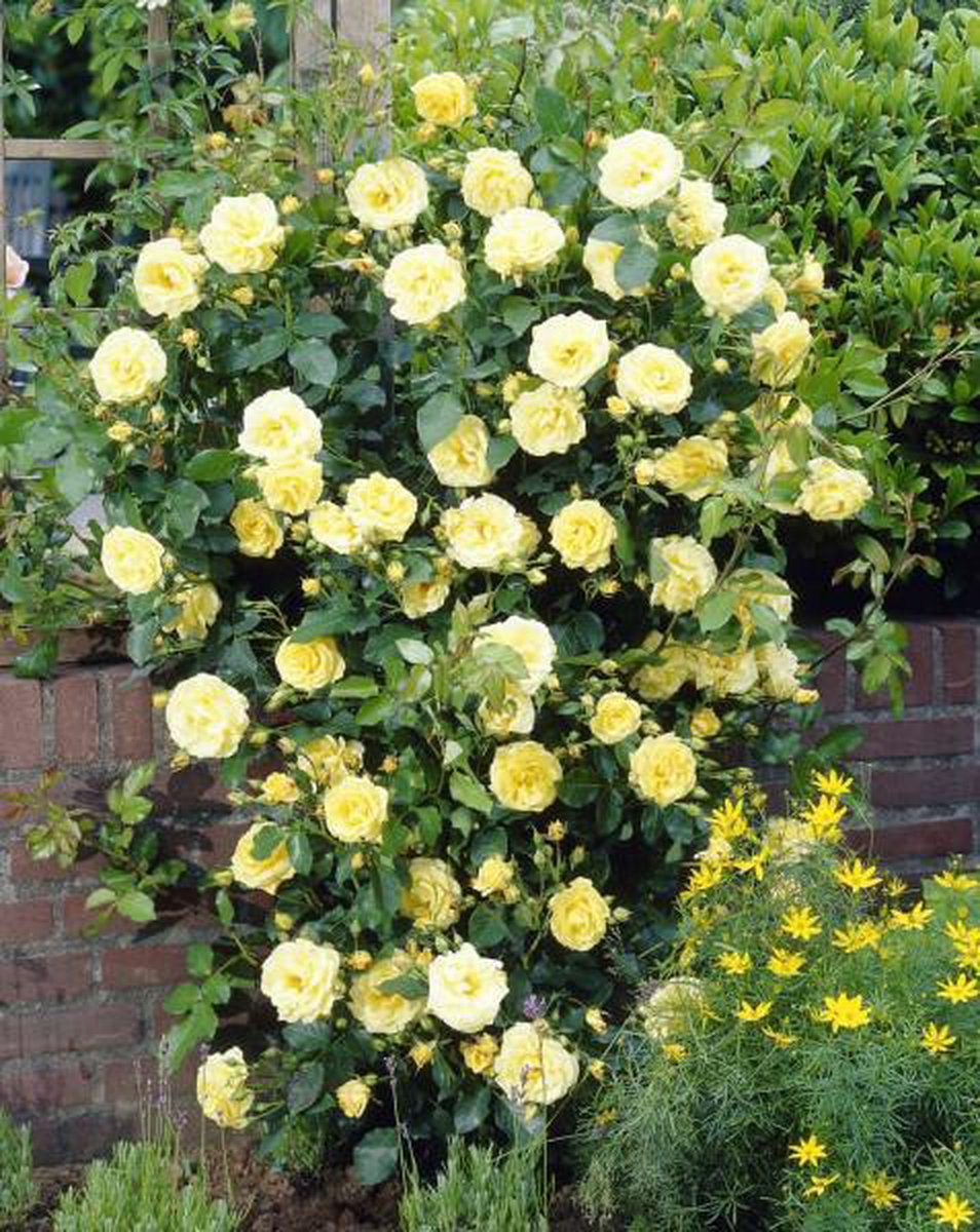 Up Climbers 5x Klimop geel met klimroos geel mix - pakket voor een ...