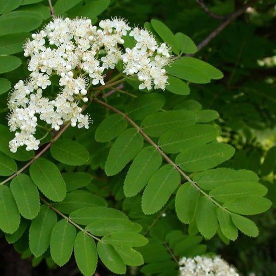 Sorbus Aucuparia - Sorbier des oiseleurs - Arbre Tige 12-14 cm Racines ...