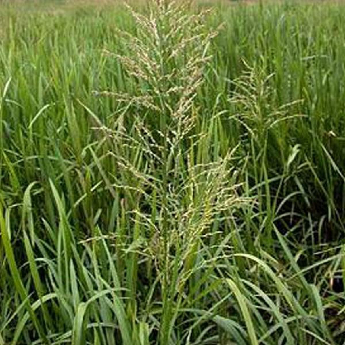 6 x Glyceria Maxima - Liesgras pot 9x9cm - Verfrissend en levendig ...