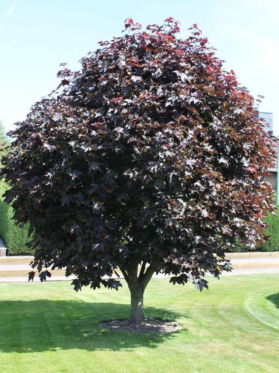 Acer Platanoides Faassens Black