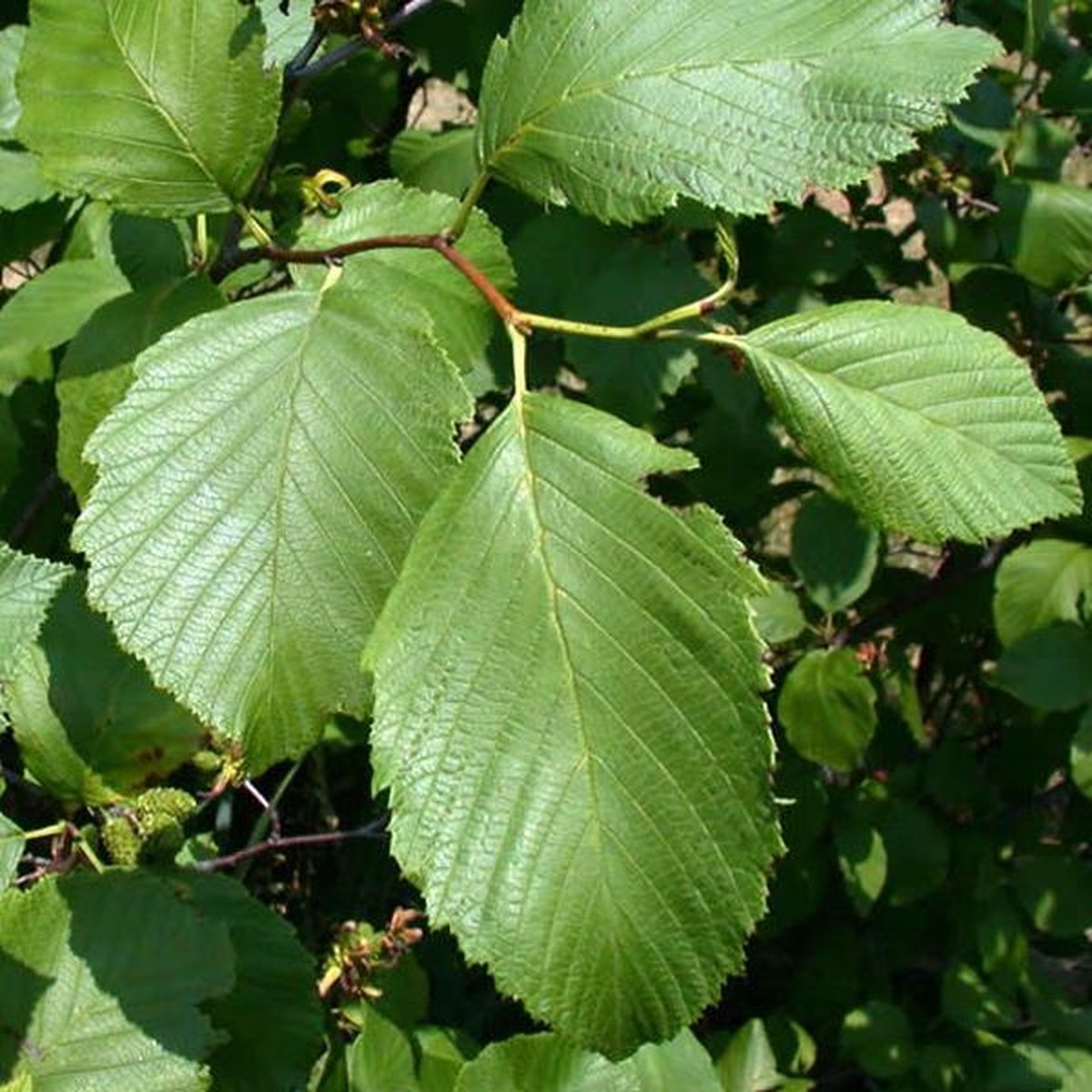 Alnus Incana - Witte Els - 375 cm pot | bol.com