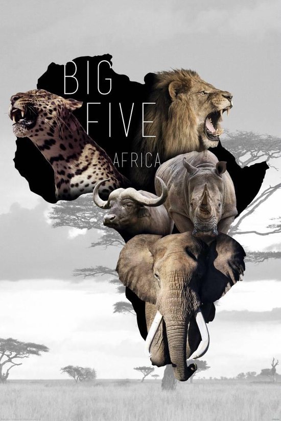 REINDERS The Big Five - Poster - 61x91,5cm | bol.com