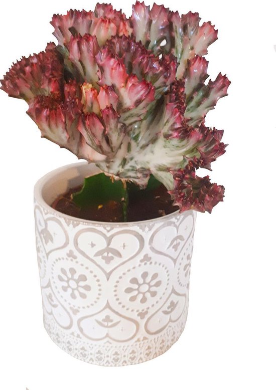Euphorbia Lactea Cristata met Rode rand. Vetplant. | bol.com