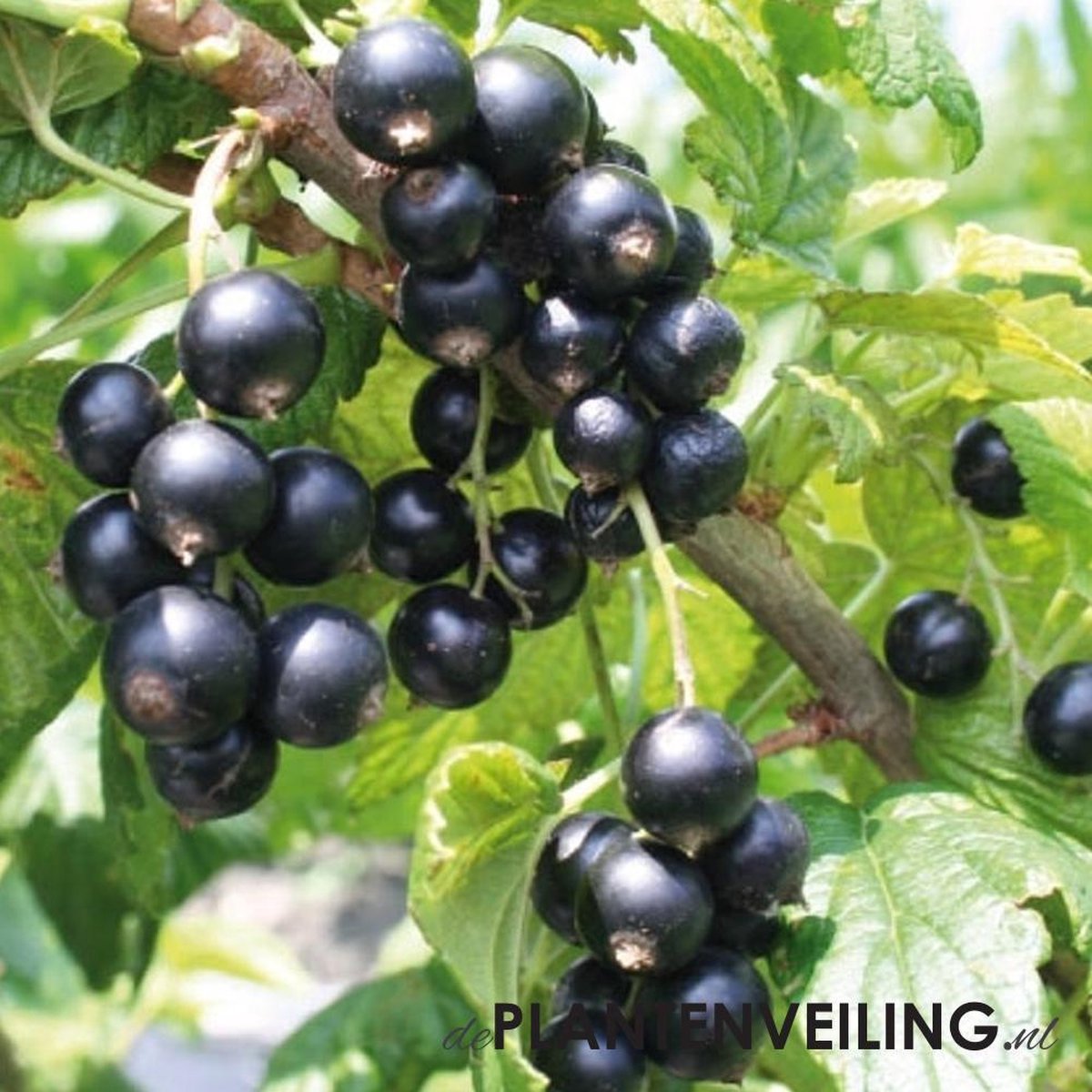 Jostabes - Ribes nidigrolaria 'Josta' - kruising zwarte bes met ...