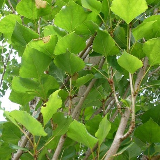 POPULUS NIGRA 'ITALICA' - Italiaanse populier - stamomtrek 6-8 cm blote ...