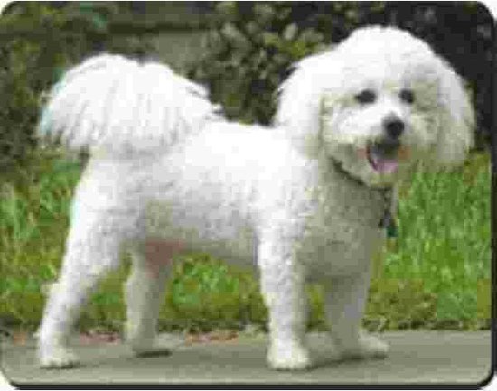 Witte Poedel Muismat | bol