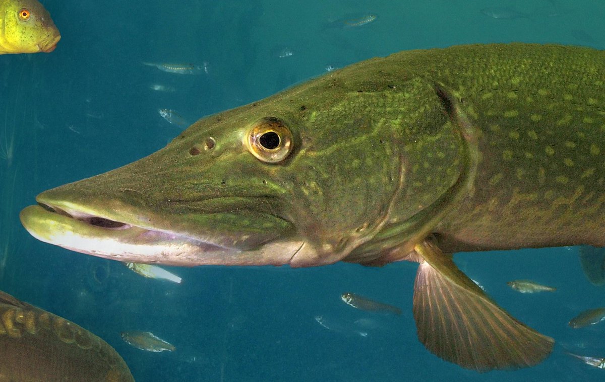 Poster Nederlandse Zoetwatervissen 50 x 70 cm Educatieve Vis Visposter ...