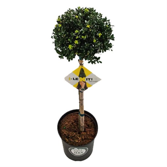 Ilex crenata Dark green® bol op stam 70/+ cm | bol