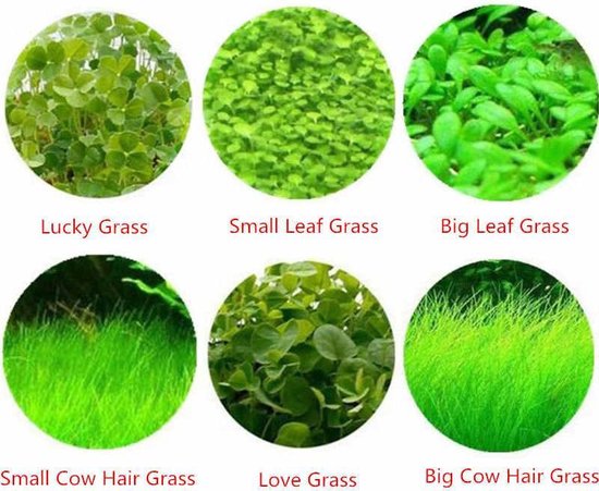 Aquarium zaadjes - Big Leaf | bol