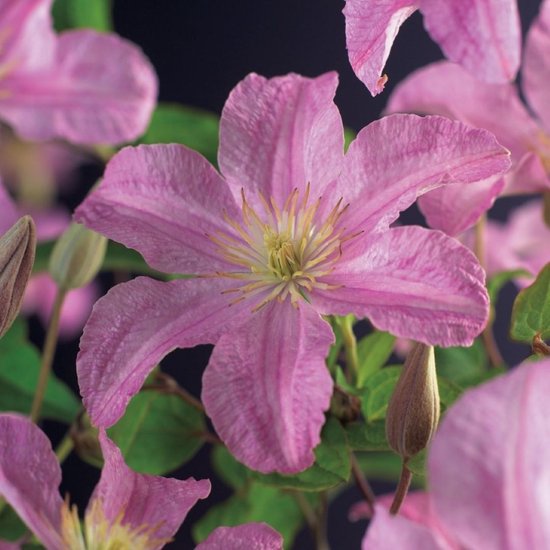 3 stuks - Van der starre - Klimplant Clematis Comtesse de Bouchau... | bol