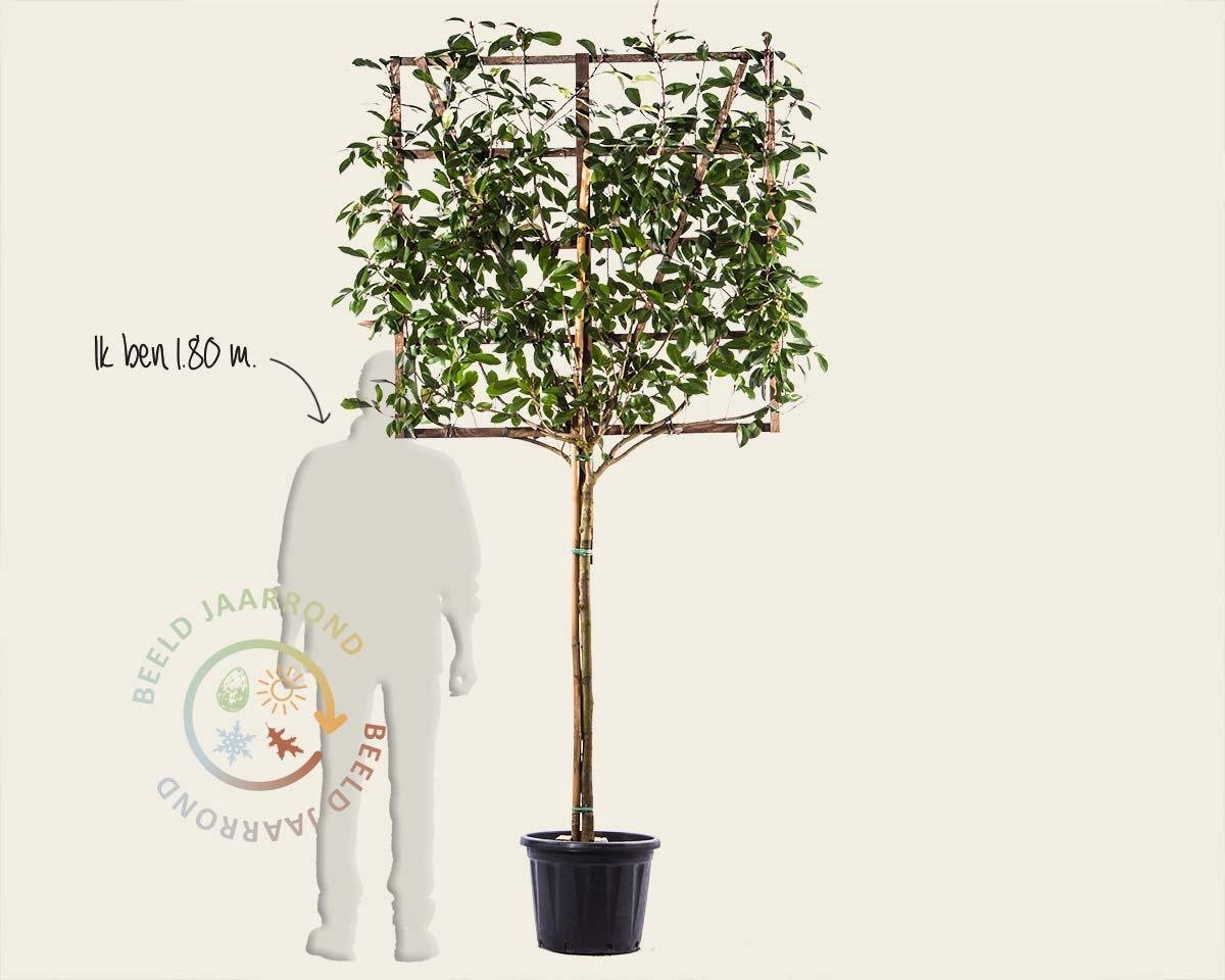 Lei-Photinia - Halfstam - individueel geen extra's | bol.com