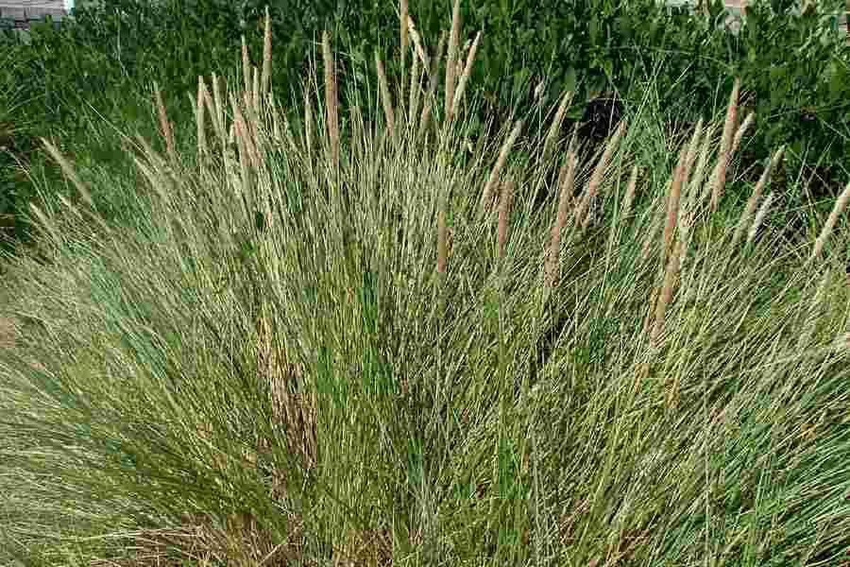 6 x Ammophila Arenaria - Helmgras pot 9x9cm | bol.com