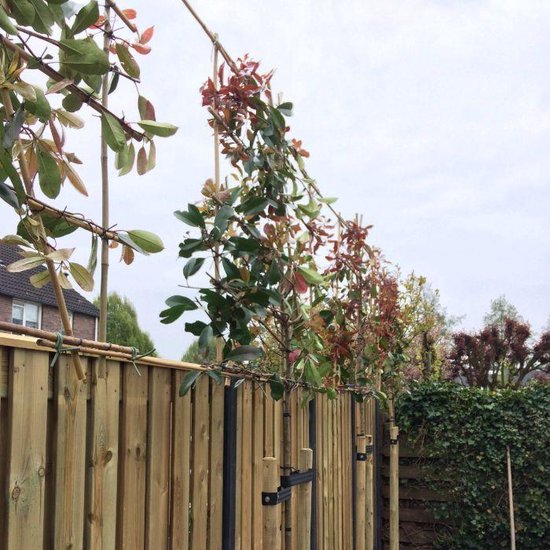 Glansmispel als leiboom - ‘Photinia fraseri 'Red Robin’ 150 cm stamhoogte (4 - 8 cm... | bol