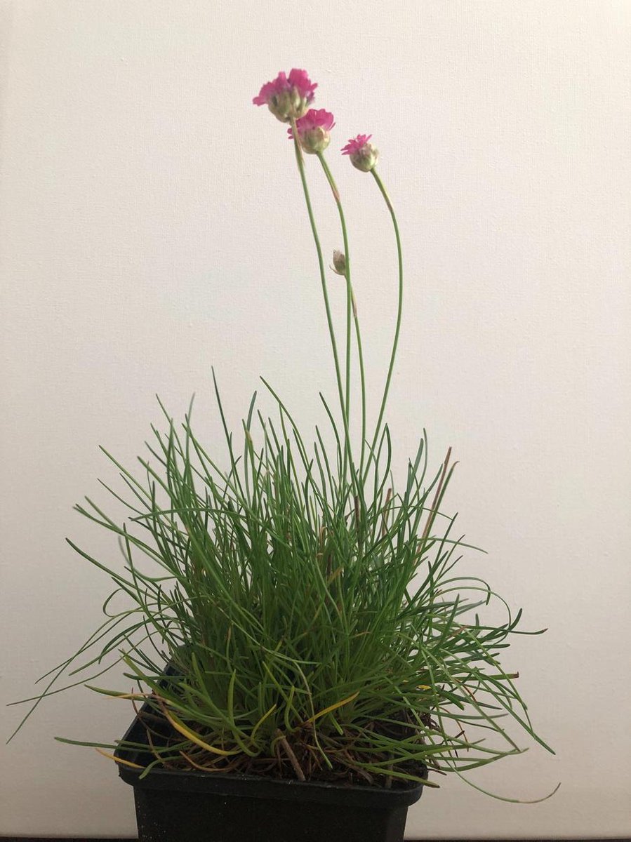 12x Armeria maritima Splendens - Engels gras in p9 (0,5 liter) pot ...