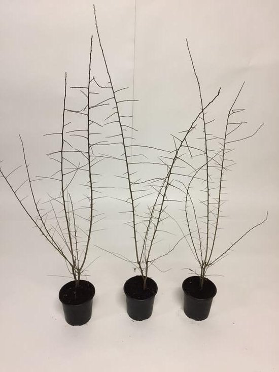 Sleedoorn 60-100 cm (in pot) - Prunus spinosa - Ø17 cm | bol