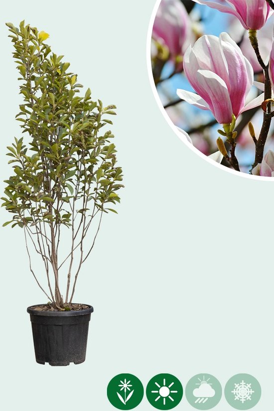 Magnolia soulangeana meerstammig | Magnolia X 'Soulangeana' | Bomenbezorgd.nl | bol