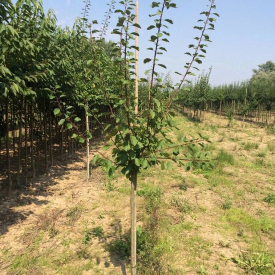 Zoete pruim 'Victoria' | Prunus d. 'Victoria' | Bomenbezorgd.nl | bol