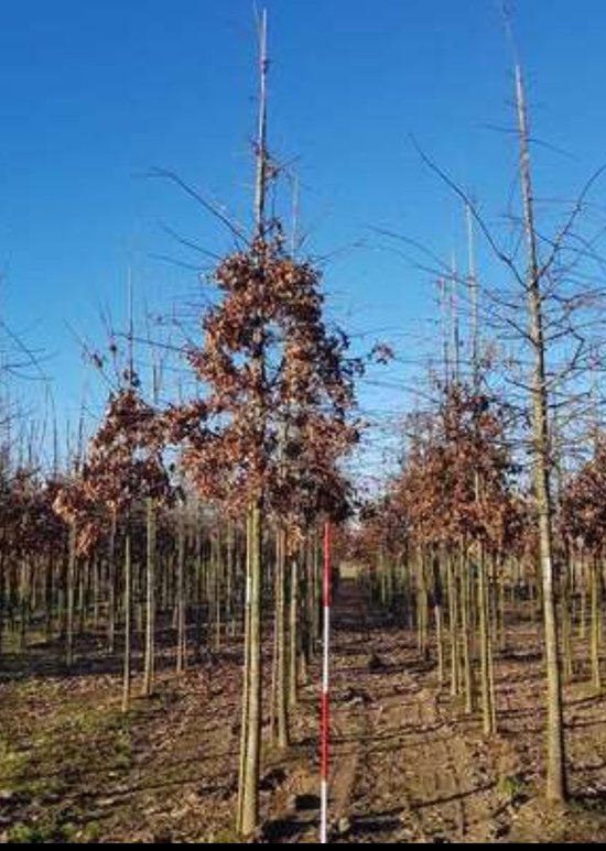 Quercus palustris - Moeraseik 18/20 cm stamomtrek - Hoogstam in ...