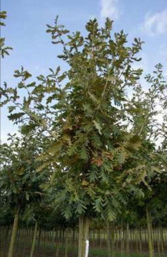 Quercus frainetto - Hongaarse Eik 14/16 cm stamomtrek - Hoogstam in pot ...